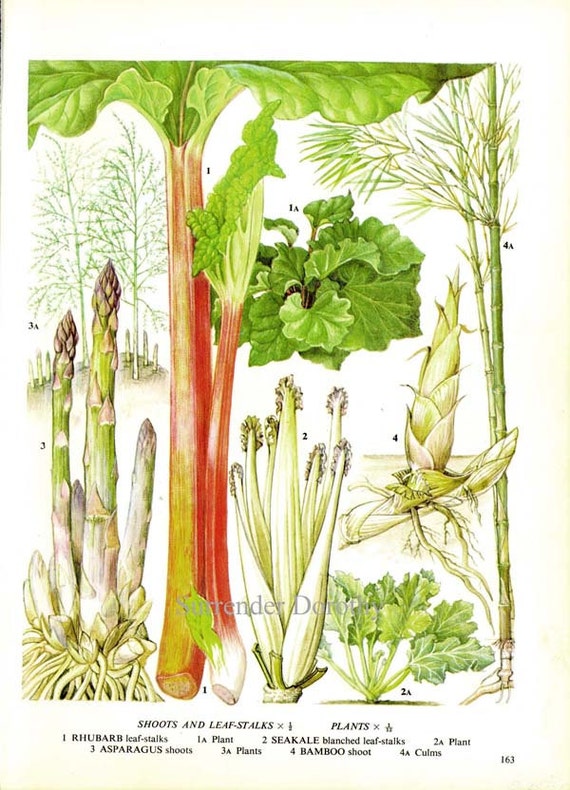 Kale Plant Drawing