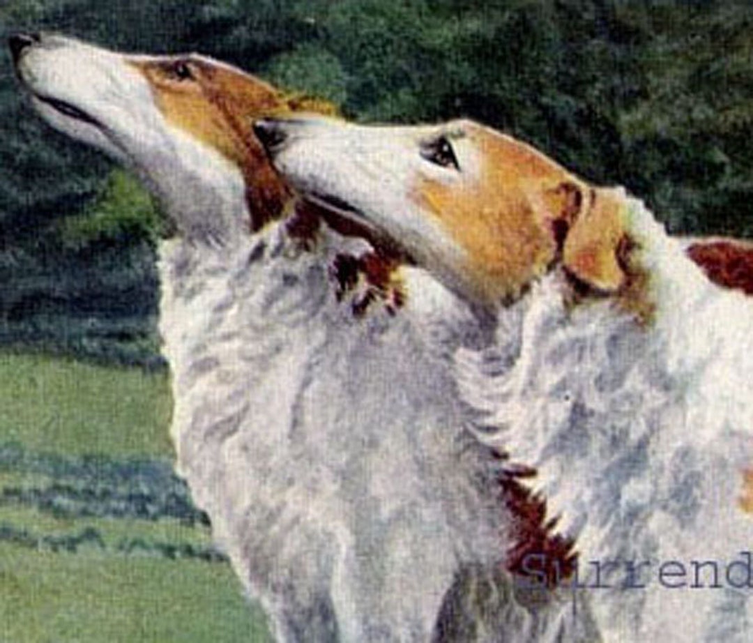 Russian Wolfhound Dogs Louis Agassiz Fuertes 1910s Original Antique ...