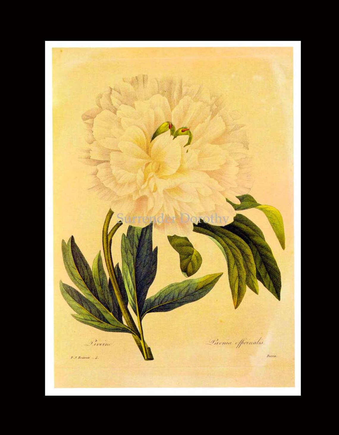 Russian Double White Peony Paeonia Tenuifolia Redoute Flower - Etsy