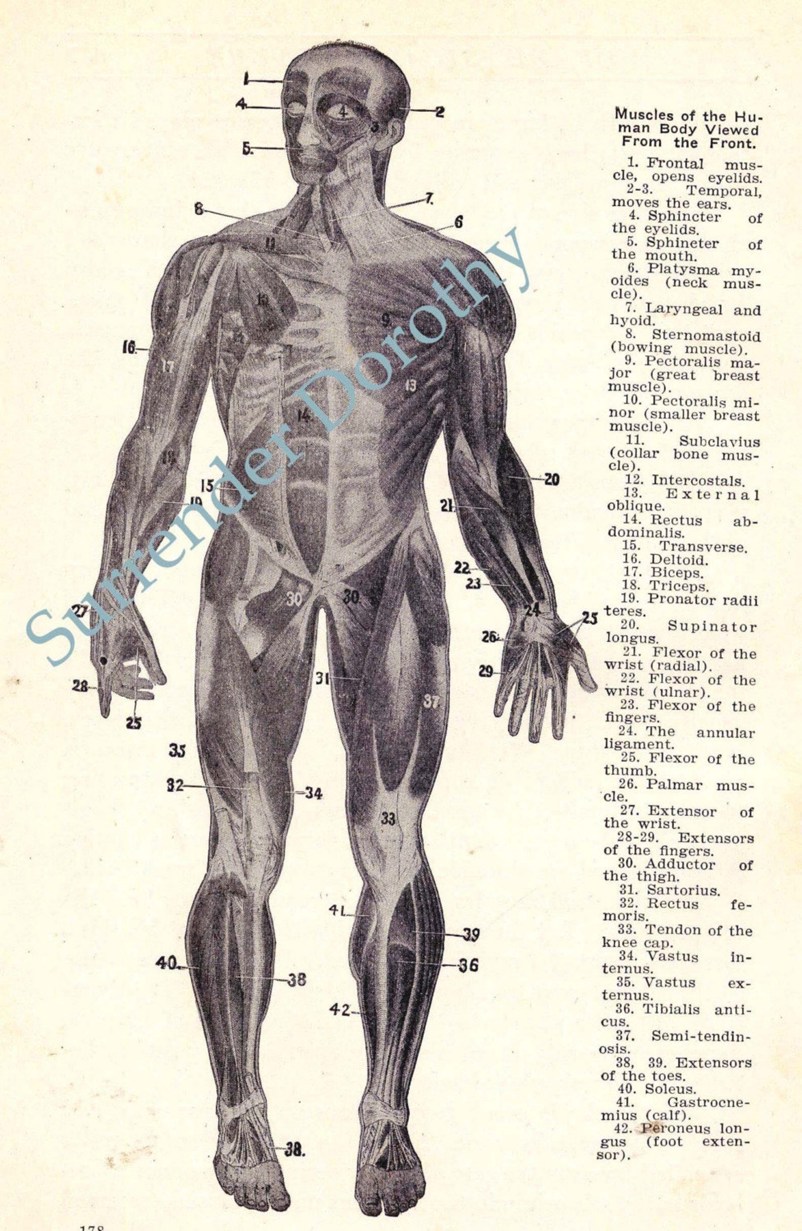 Muscle Man Human Anatomy Chart Anterior View Roaring Twenties - Etsy