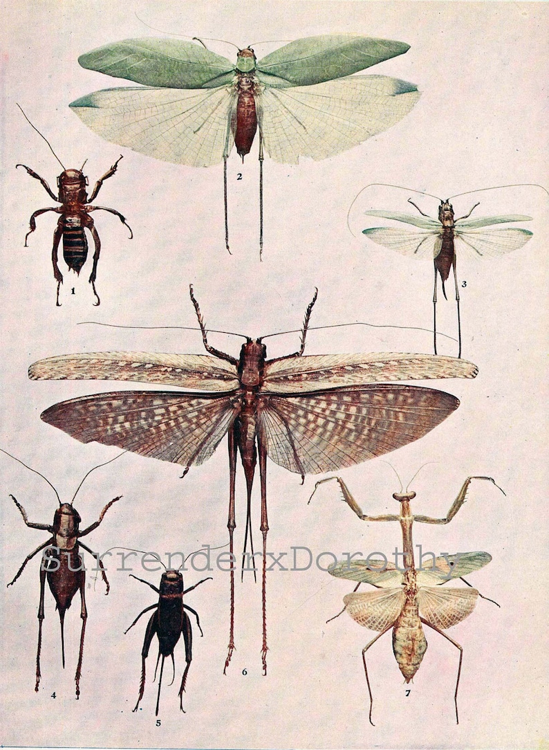 Locusts Crickets Orthoptera Insect Chart Entomology Vintage Natural ...