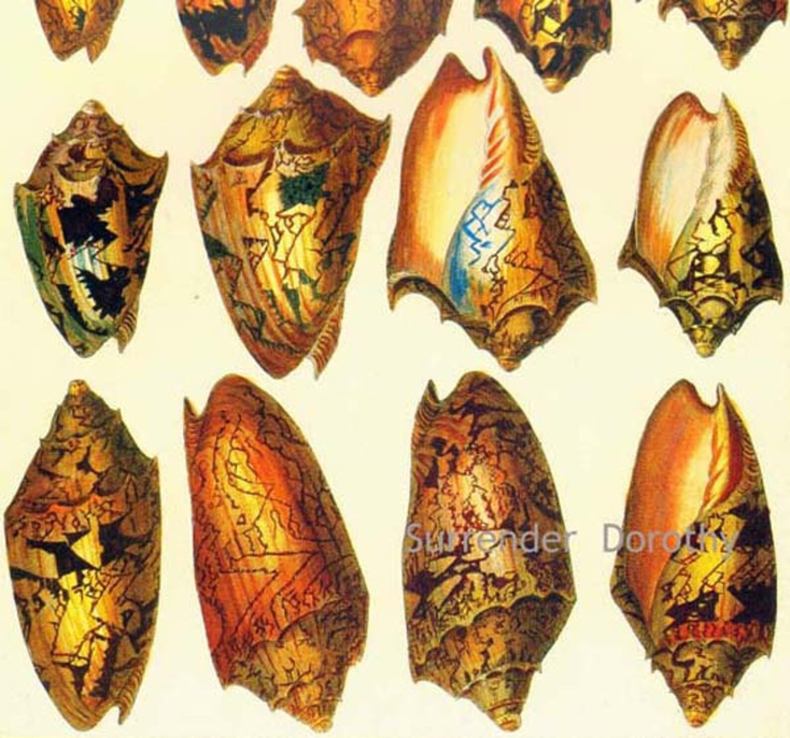 Volute Shells Australia Indonesia West Africa Seba Conchology Vintage ...