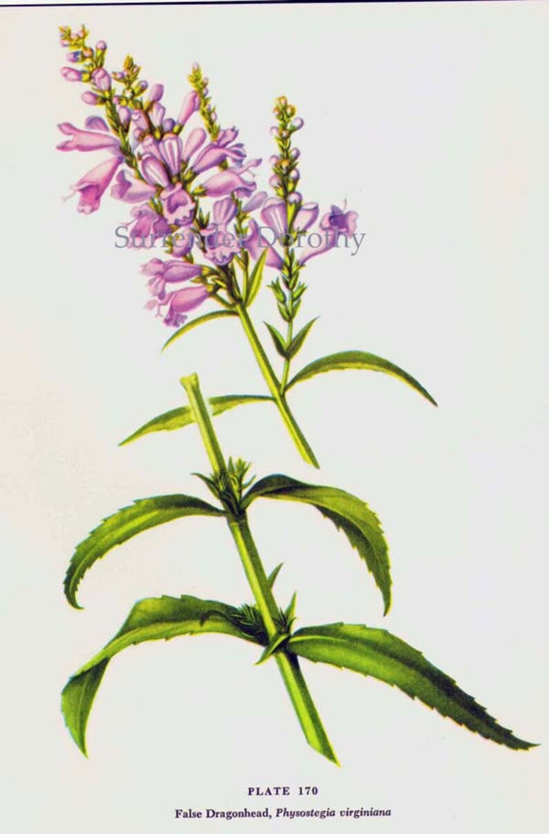 False Dragon Head Flower 1950s Vintage Cottage Botanical Lithograph Art ...