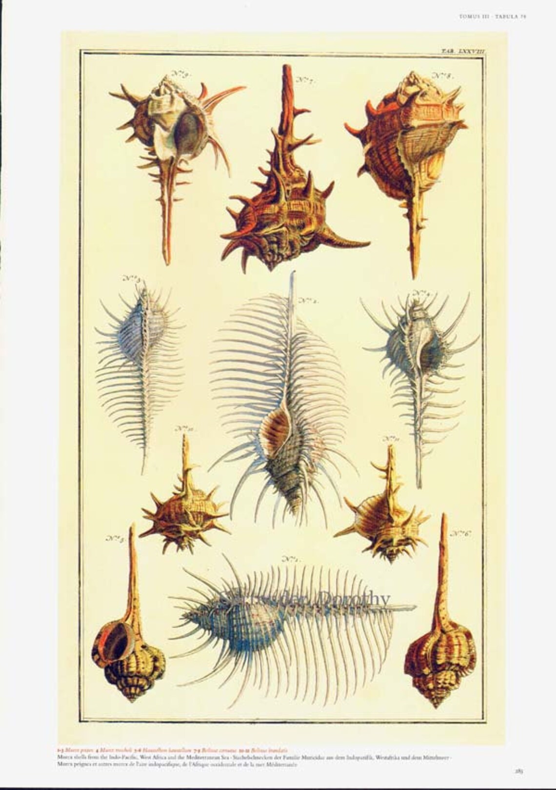 Spiny Murex & Cowrie Shells Vintage Conchology South Pacific, Africa ...