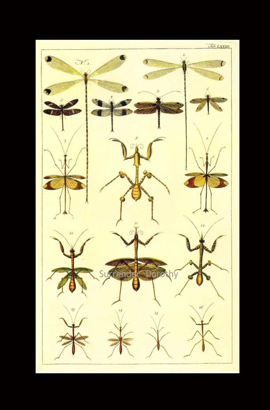 Dragonfly Praying Mantis & Walking Violin Insects Seba Entomology ...