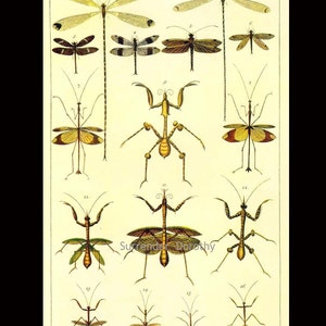 Dragonfly Praying Mantis & Walking Violin Insects Seba Entomology ...