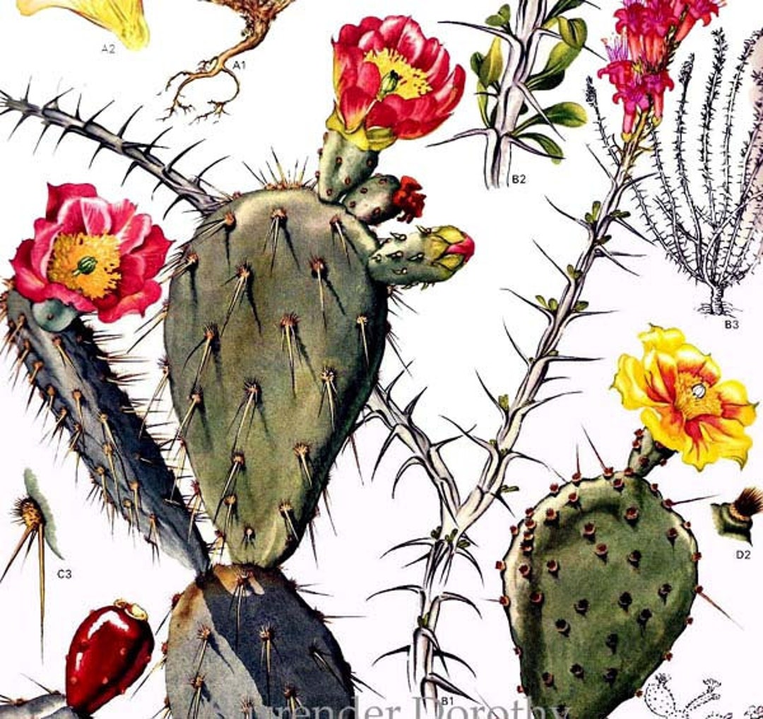 Prickly Pear Cactus Crown of Thorn Flowers North American Botanical ...