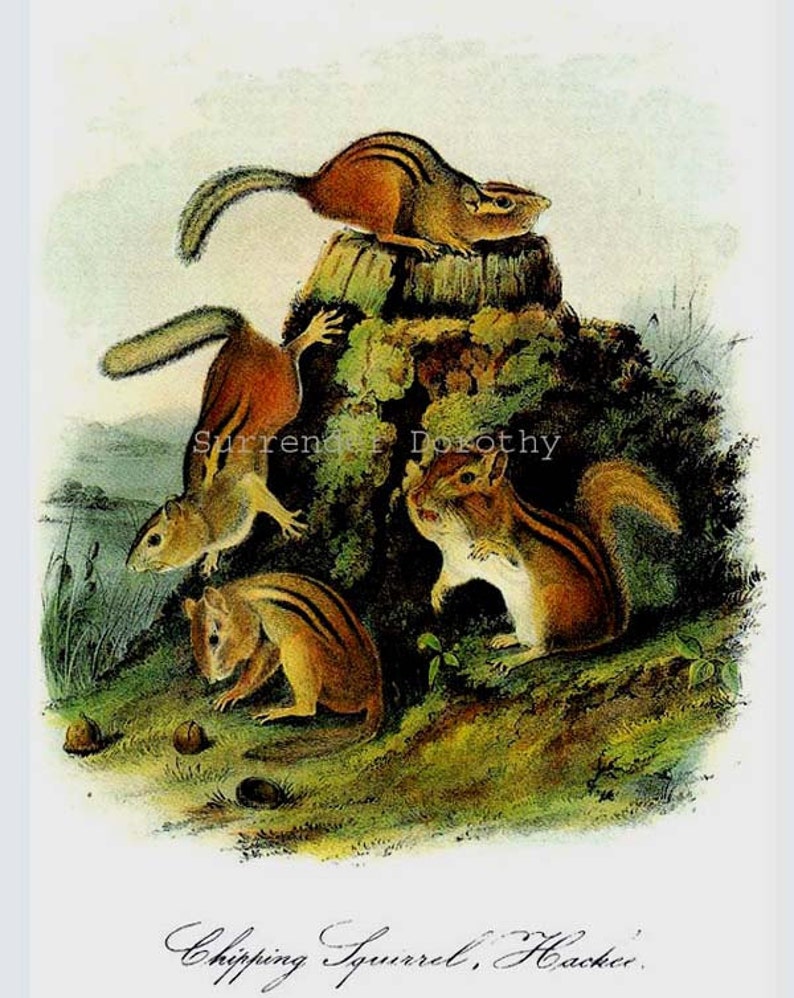 Chipmunk Chipping Squirrel Audubon Print Wild Animal Lithograph Natural ...
