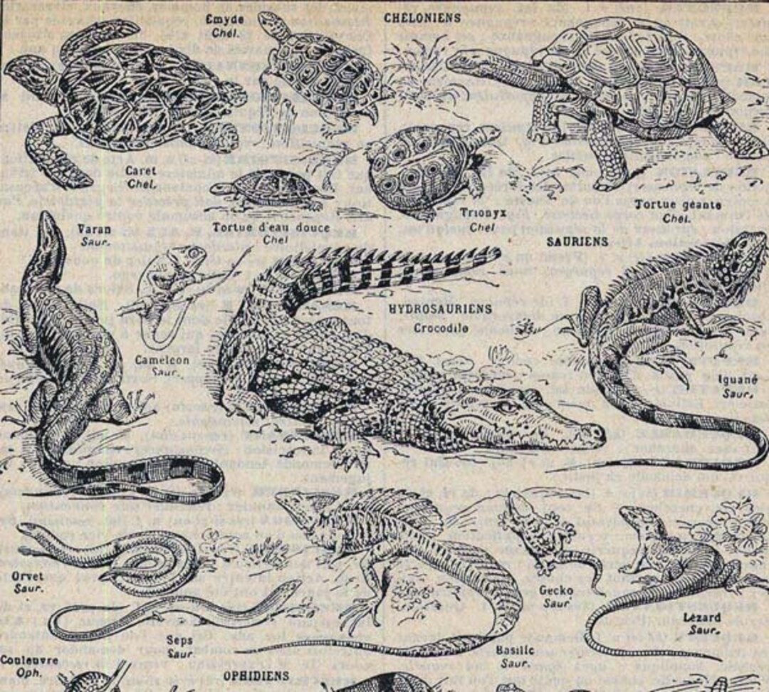 Reptiles French Dictionary Paris France Natural History Chart to Frame ...