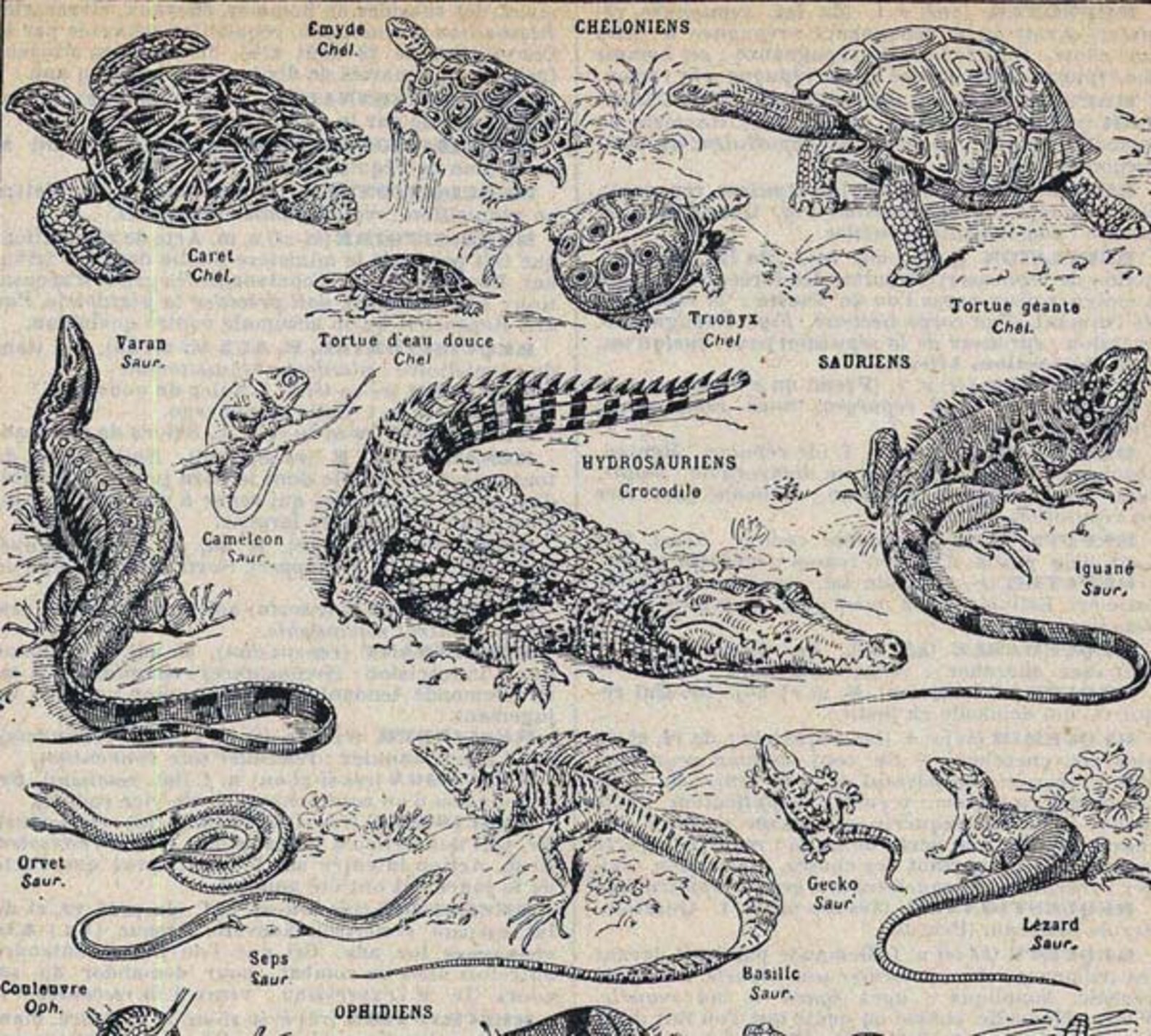 Reptiles French Dictionary Paris France Natural History Chart - Etsy