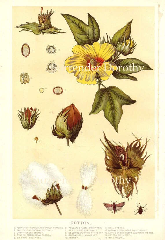 Larvae Boll Clip Art