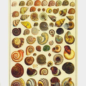 Snail Shells South Pacific Atlantic Europe LARGE Seba Conchology ...