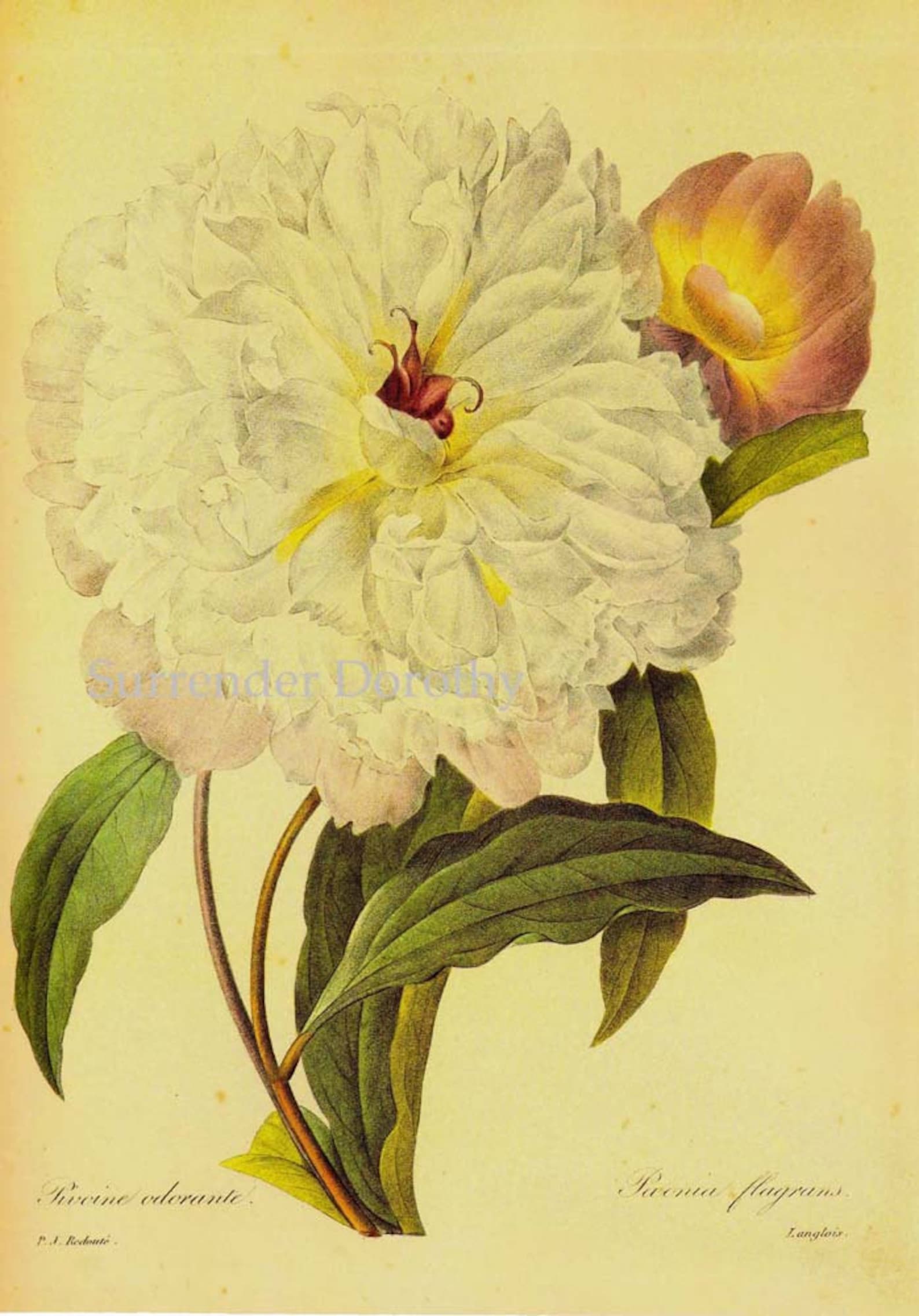 Double White Peony Paeonia Suffruticosa Redoute Flower Vintage | Etsy