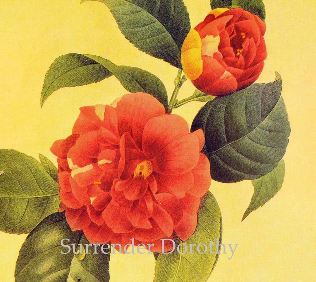 Panache Camellia Japonica Flower Vintage Lithograph Poster Print by ...