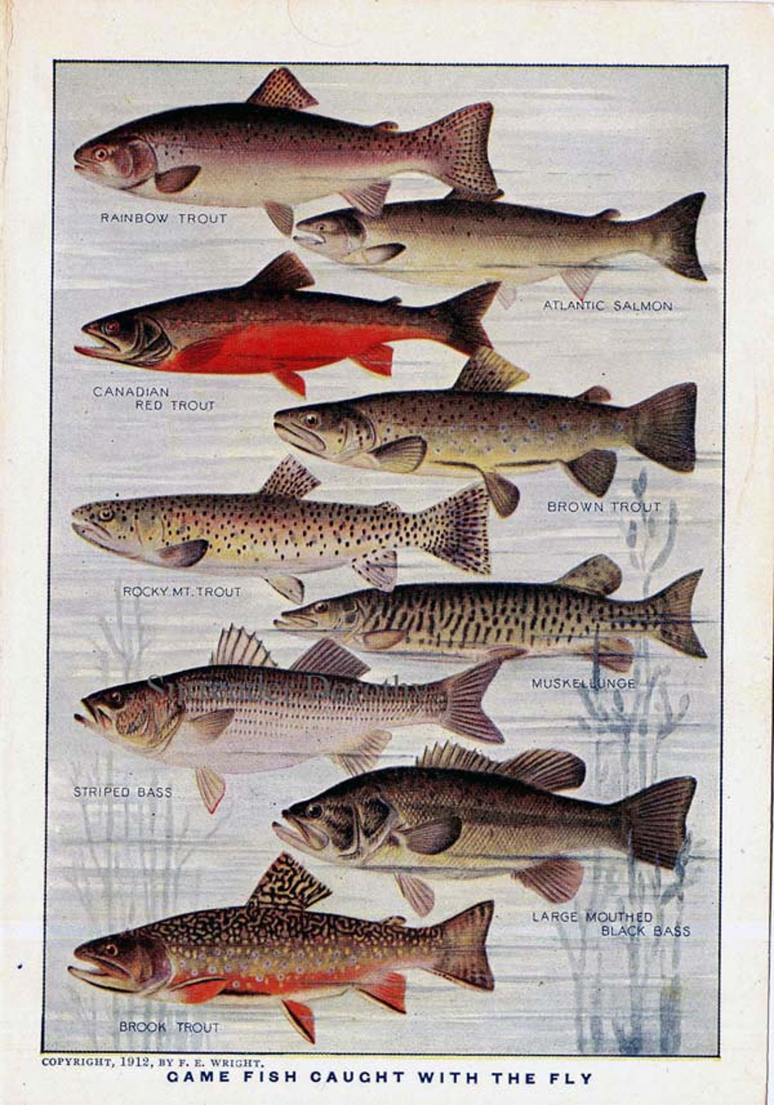 Game Fish Fresh Water Chart Edwardian Era 1912 Vintage Lithograph ...