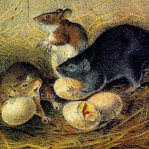 Black Rat Lithograph Audubon Vintage Wild Animal Natural History Print ...