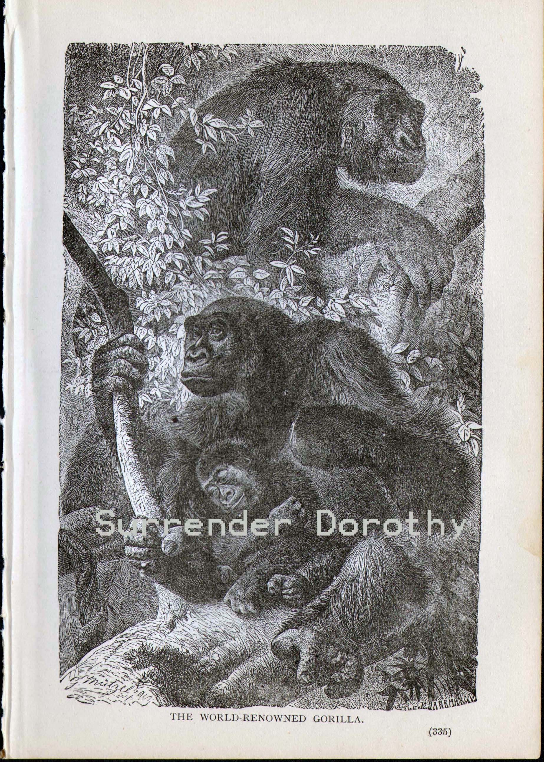 Puma Victorian Era Vintage 1887 Black & White Natural History Wild ...