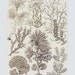 Narcomedusae Jellyfish Formations Haeckel Print in Pale Green & Brown ...