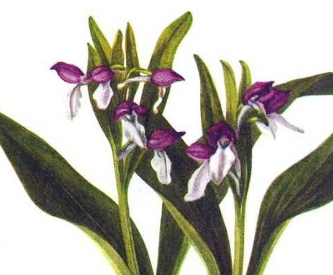 Showy Orchis Orchis Spectabilis Vintage 1955 Botanical - Etsy