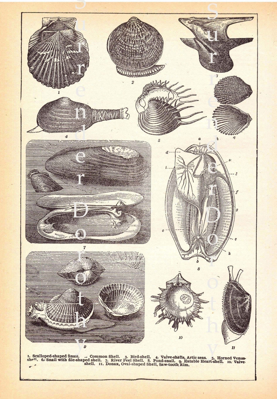 Clams Bivalves Natural History Illustration of Shellfish for - Etsy