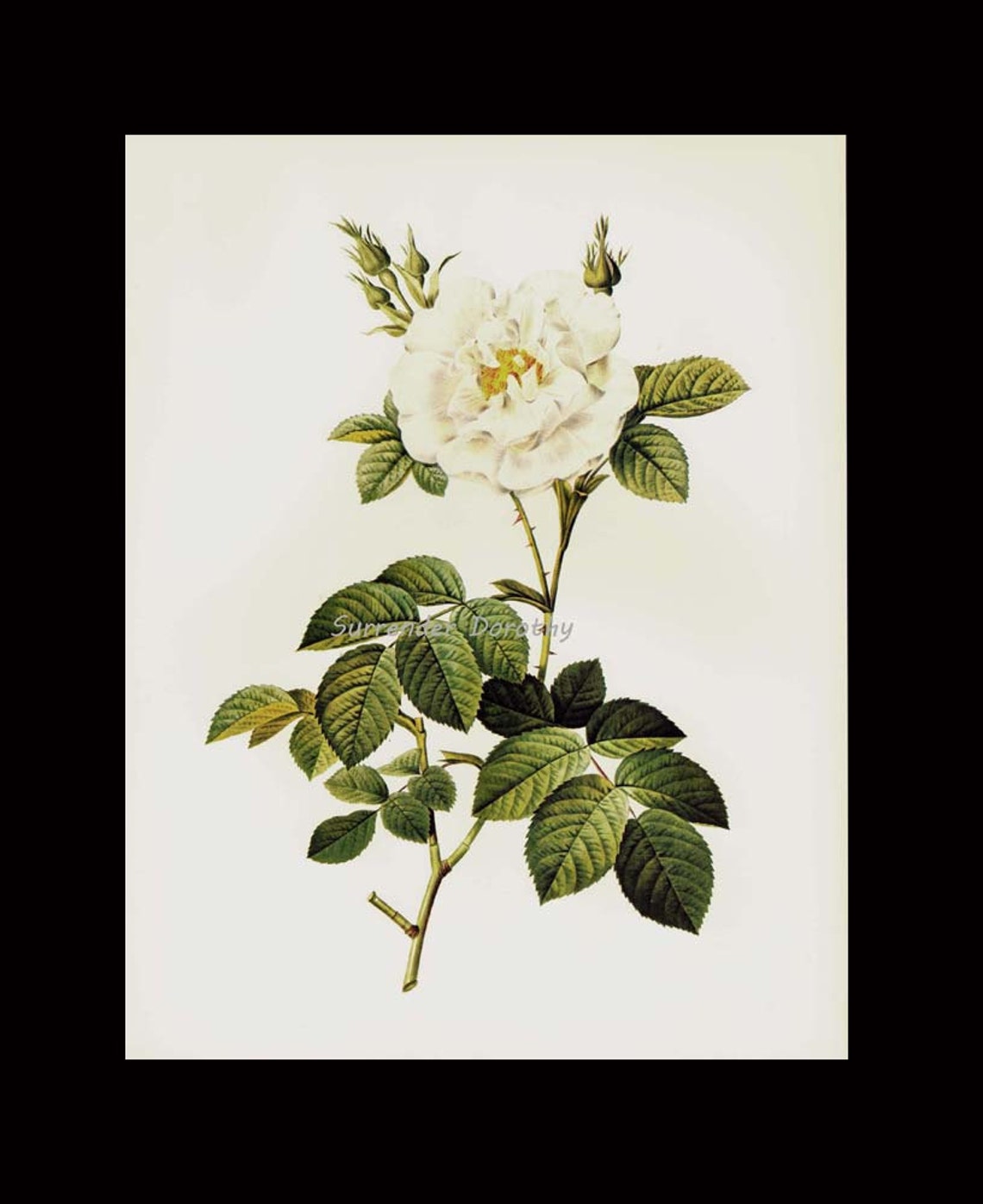 Great Double White Rose Redoute Alba Rosa Vintage Flower | Etsy