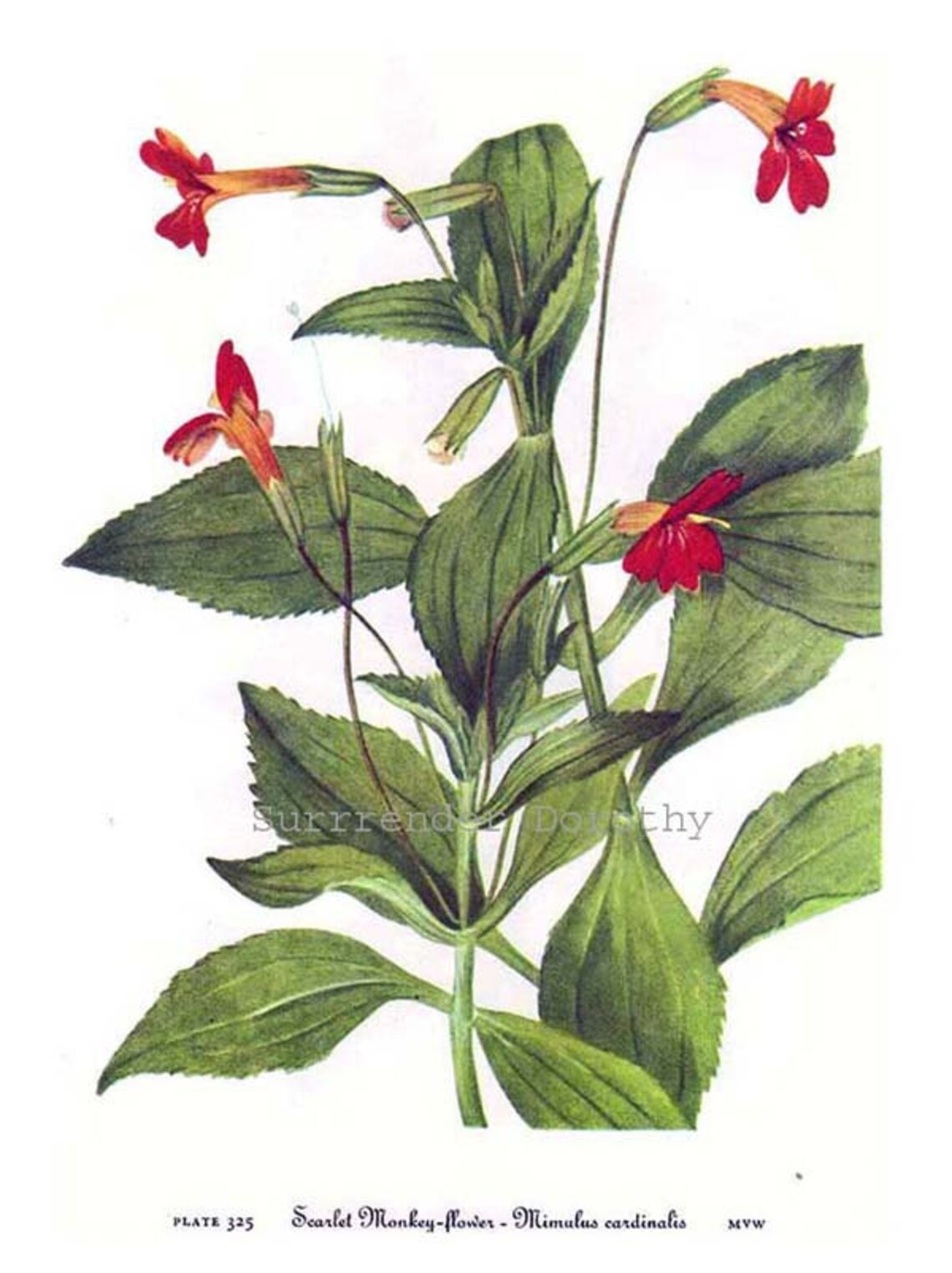 Lewis Monkey Flower Vintage 1955 Botanical Lithograph Art Print to ...