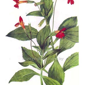 Lewis Monkey Flower Vintage 1955 Botanical Lithograph Art Print to ...