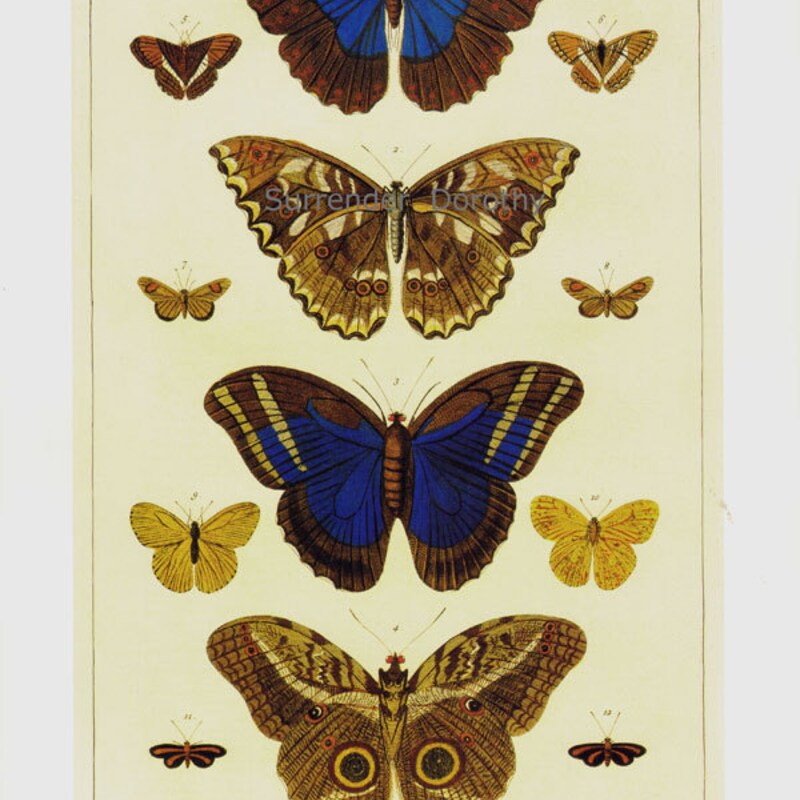 Butterfly Lithograph - Etsy