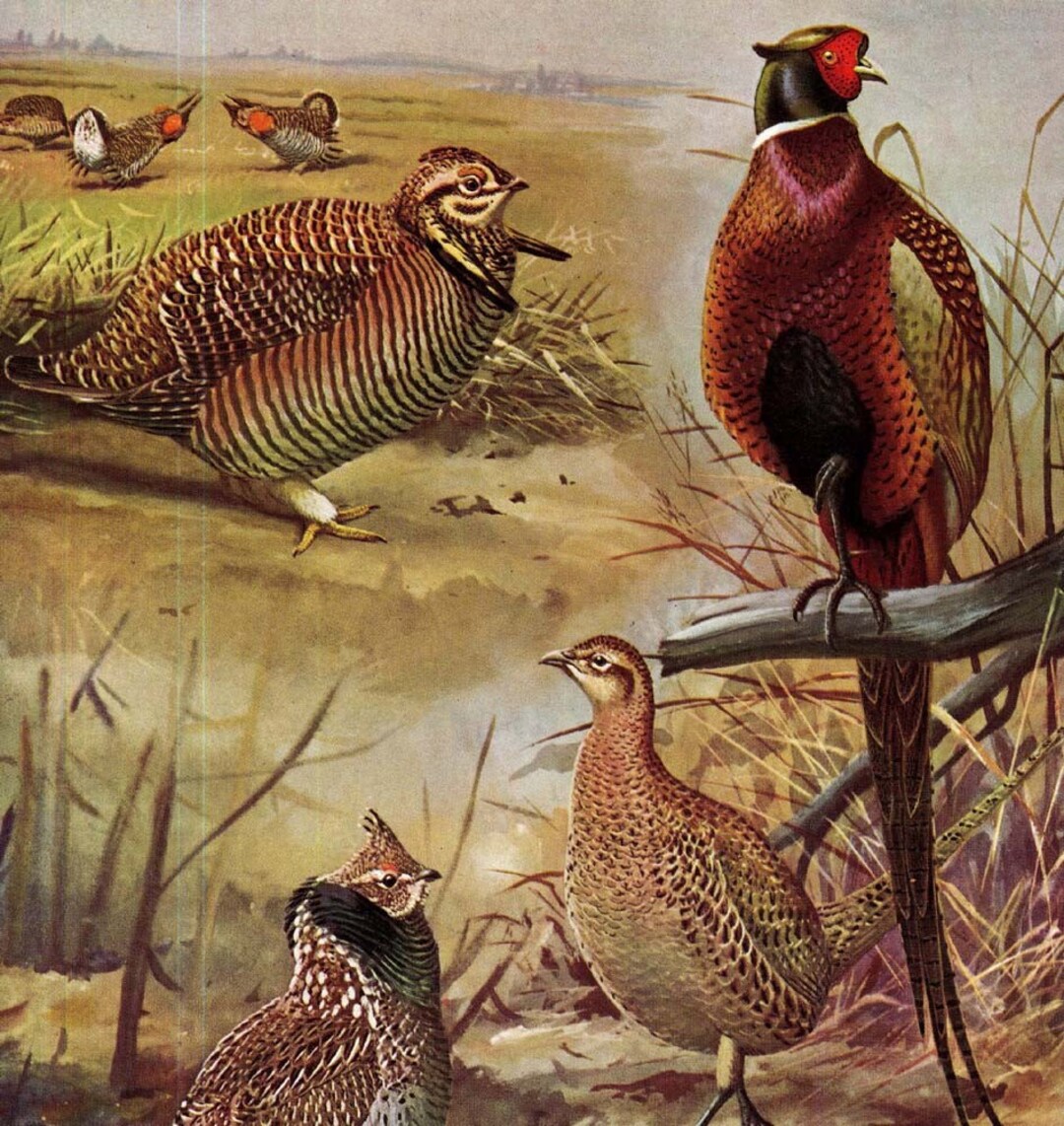 Pheasants Gamebirds Fuertes Vintage Wild Bird Chart Lithograph Print ...