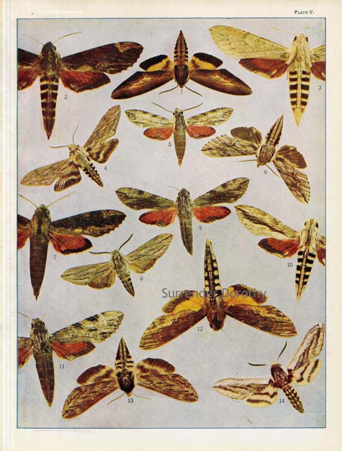 Hycoicas Errinyis Moth Chart 1907 Entomology Natural History Vintage ...