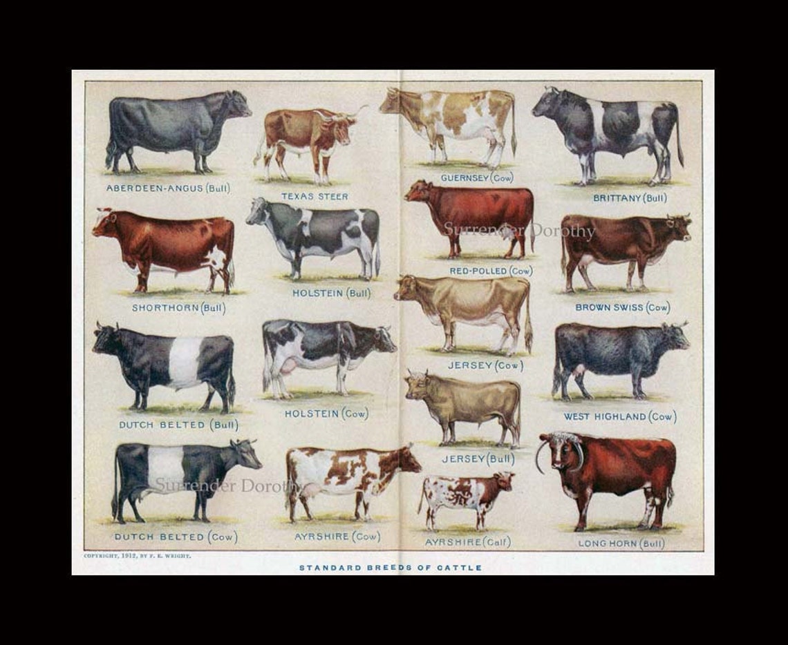 Breeds Of Cattle chart Lithograph 1912 Edwardian Illustration | Etsy