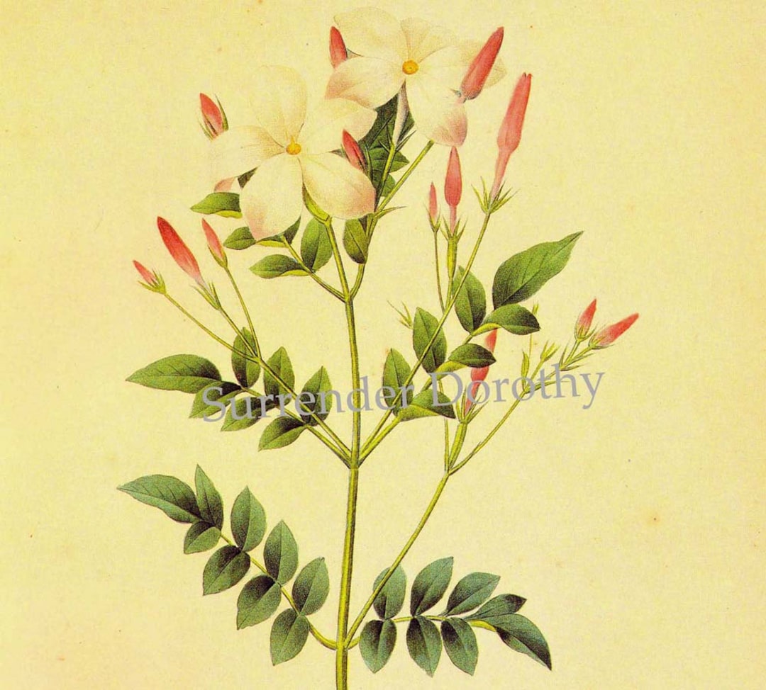 Royal Jasmine Flower Jasminum Grandiflorum Vintage Illustration ...
