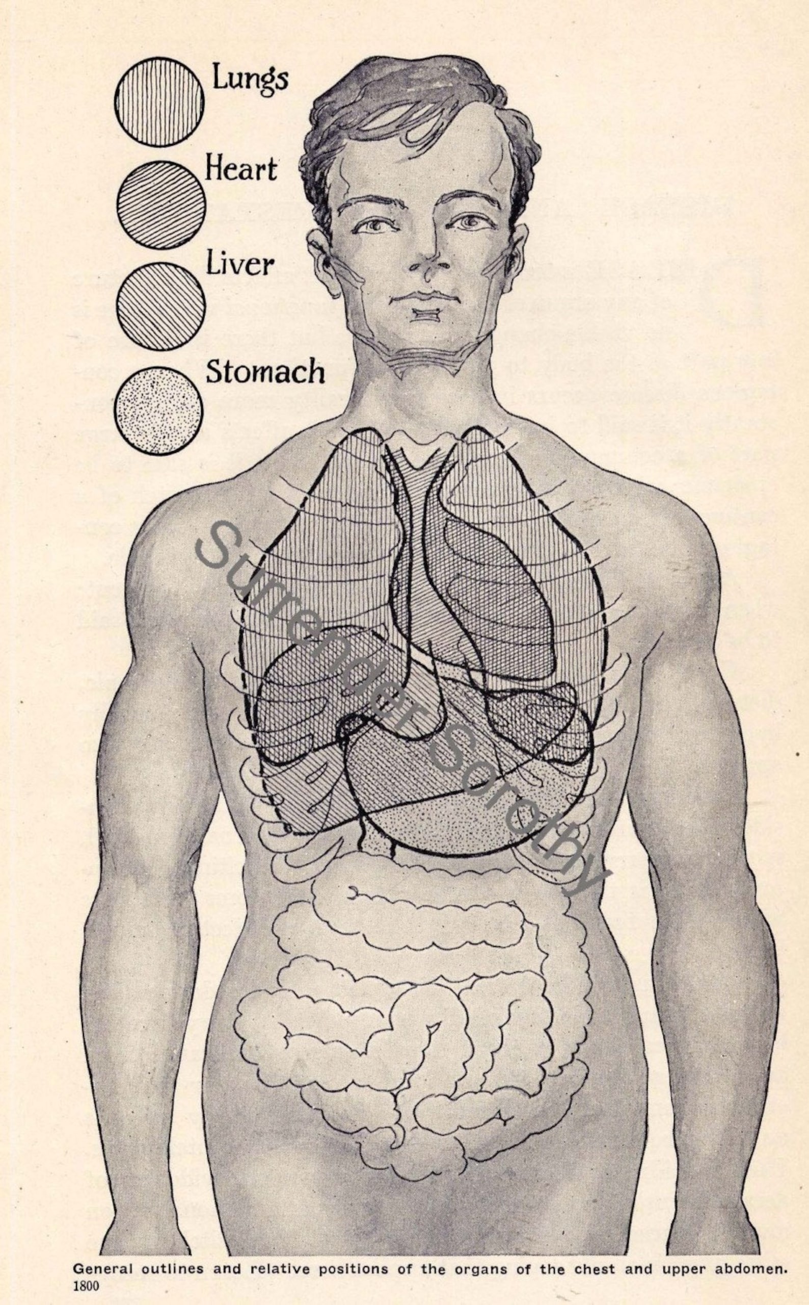 Human Anatomy Chart Heart Lungs Digestive System 1920 Vintage - Etsy
