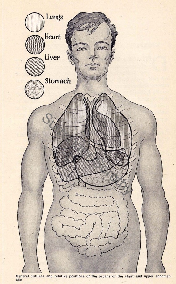 Human Heart In Chest Pictures