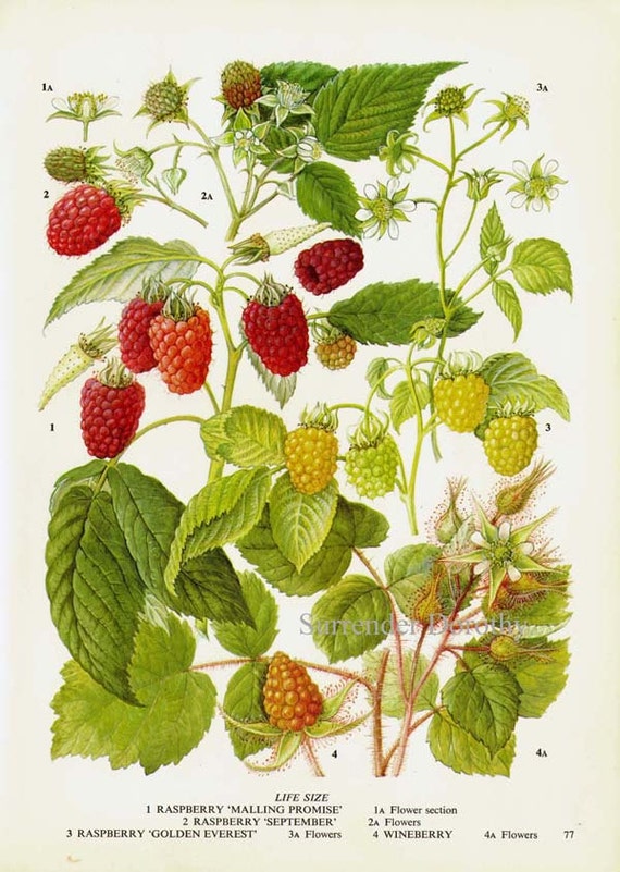 Raspberry Fruit Diagram