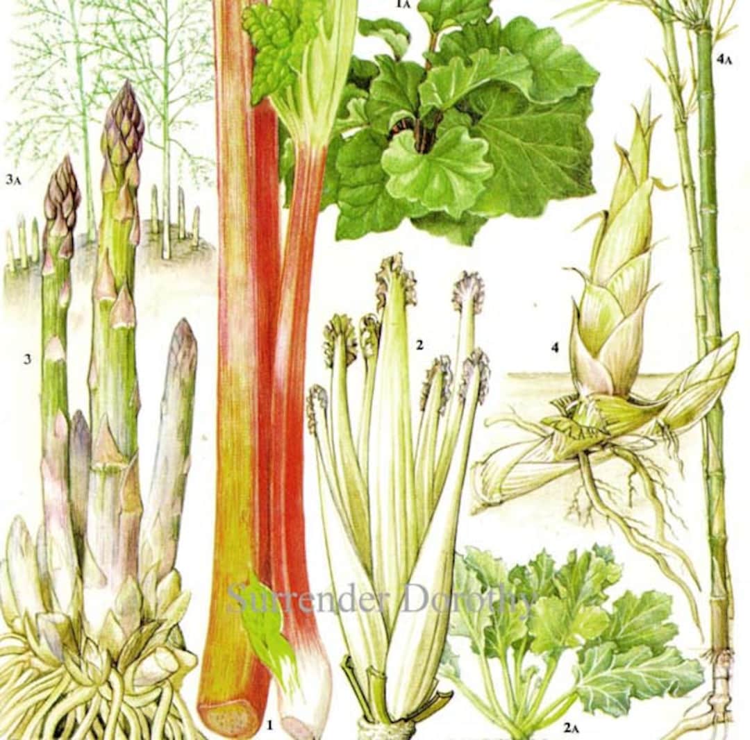 Rhubarb Asparagus Bamboo Kale Vegetable Plant Flower Food Chart ...