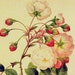 Adelaide D' Orleans Rose Redoute Vintage Flower Botanical Lithograph ...
