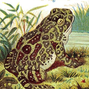 Frog & Toad Chart Edwardian Natural History Lithograph Illustration to ...