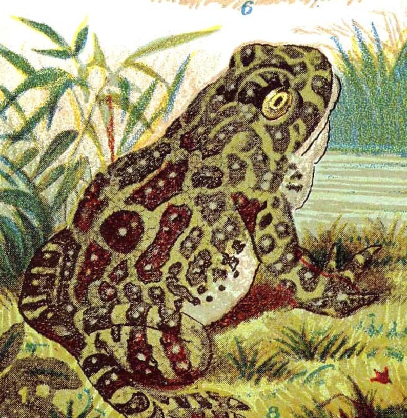 Frog & Toad Chart Edwardian Natural History Chromolithograph | Etsy