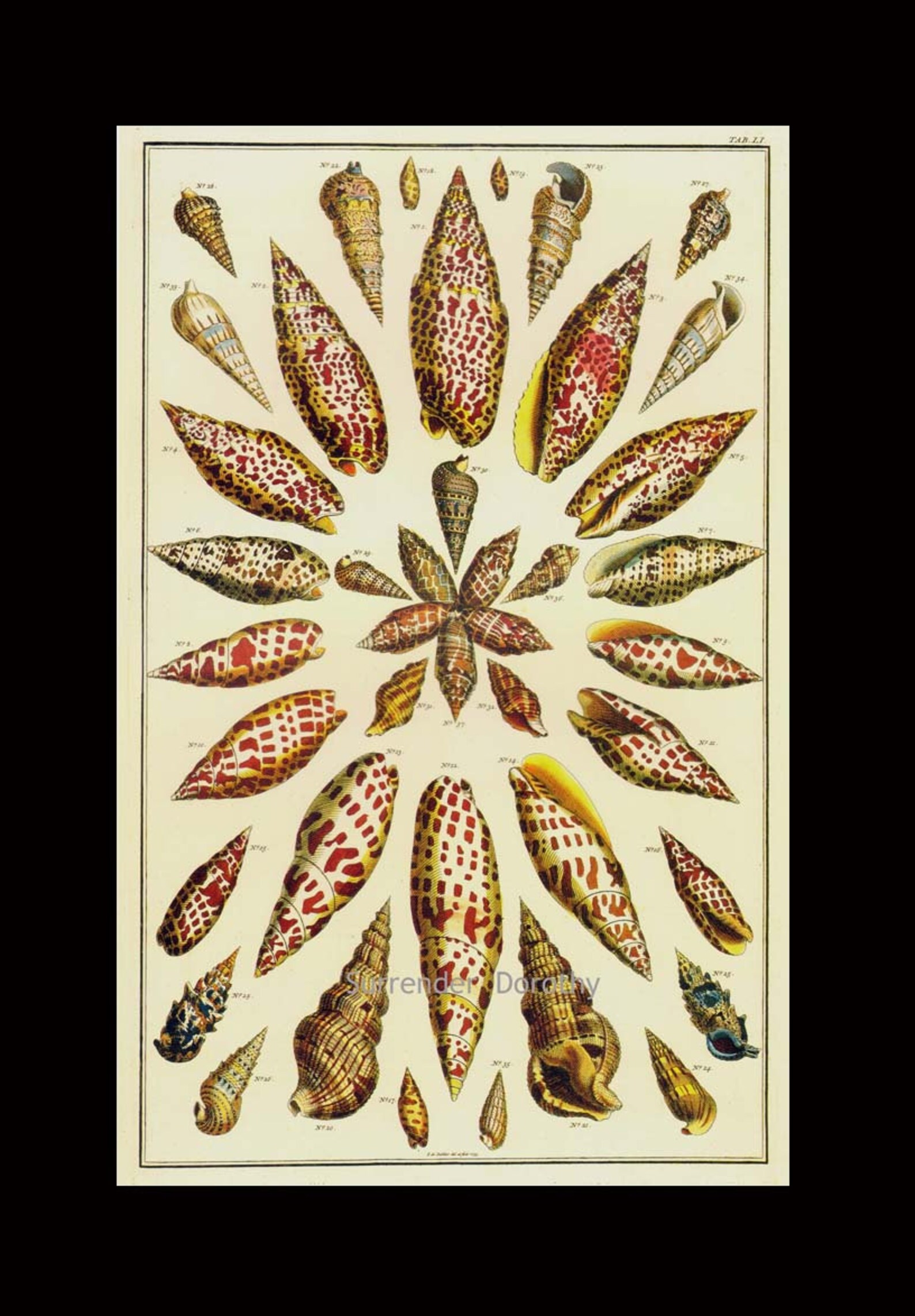 Miter Shells South Indo Pacific Caribbean Vintage Seba - Etsy