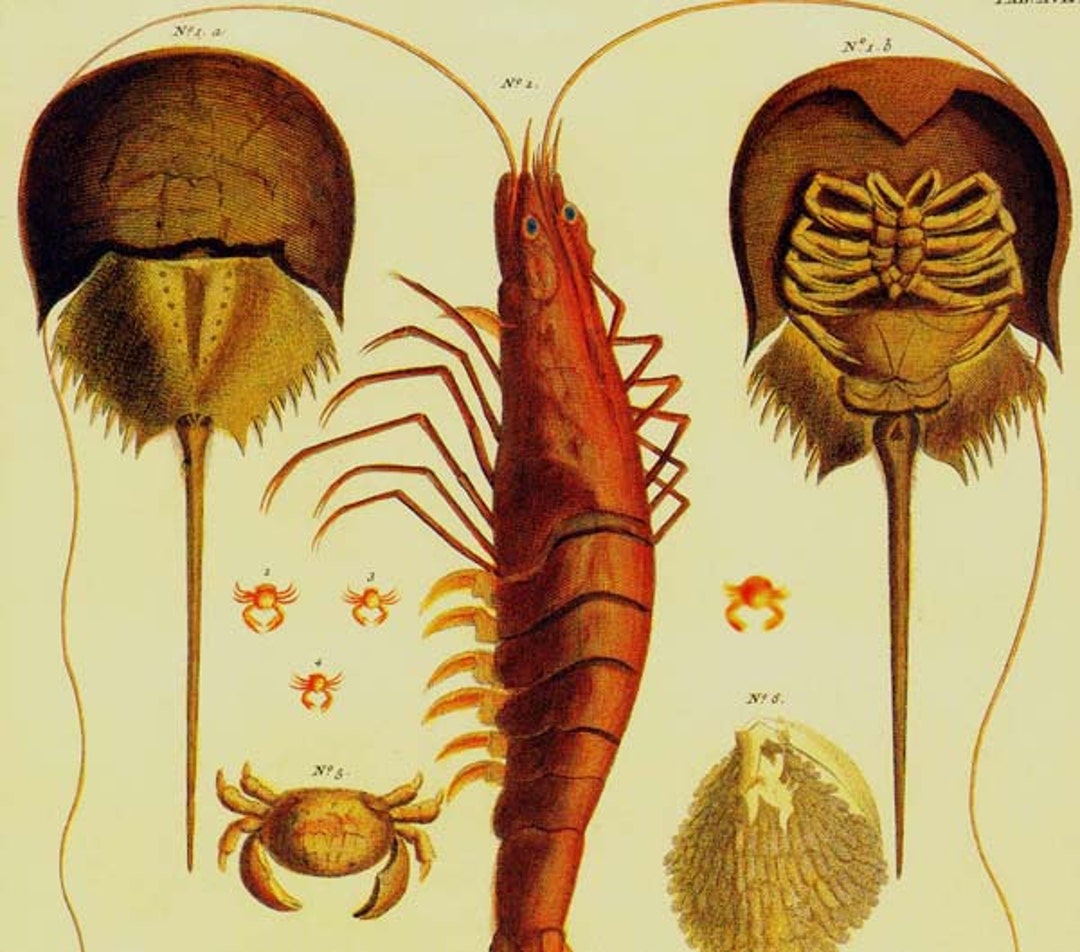Lobster Horseshoe Crab Shrimp Spider Crab Vintage Seba Crustacean ...