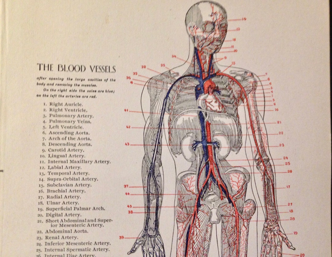 Human Blood Vessels Circulatory System Anatomy 1912 Vintage Medical ...