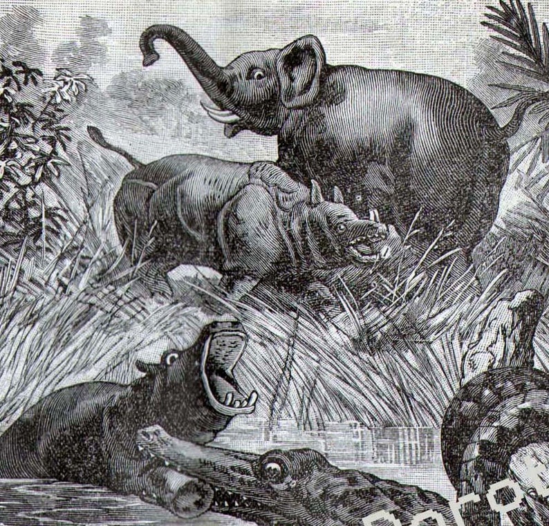 Animals of the Tropics Victorian Era Vintage 1887 Black White - Etsy