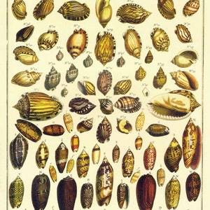 Tropical Sea Shell Collection Vintage Seba Conchology Natural History ...
