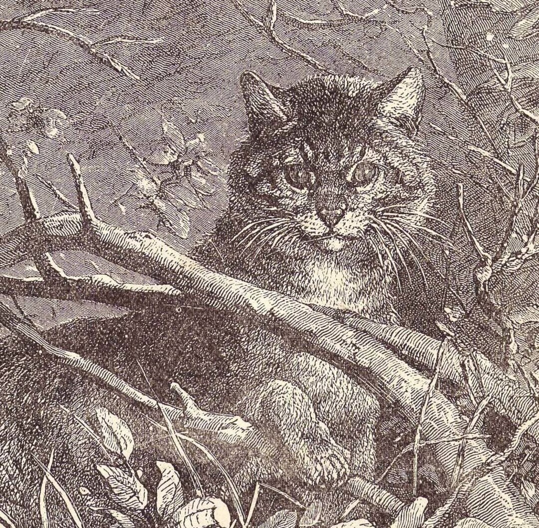 Wild Cat Victorian Natural History Engraving to Frame 1890 - Etsy