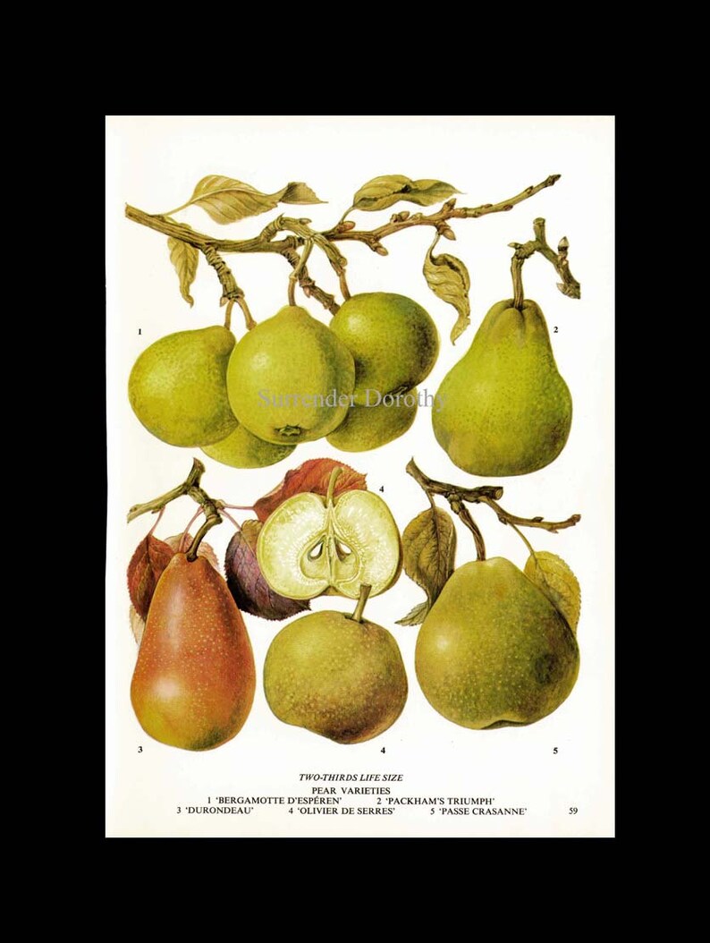 French Pear Chart Fruit Flowers Botanical Lithograph Food Illustration ...