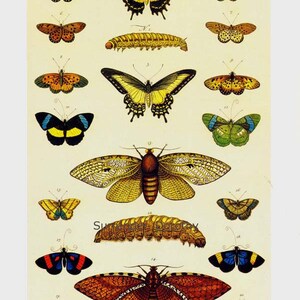 Tropical Butterfly Insects Seba Entomology Natural History Bug ...