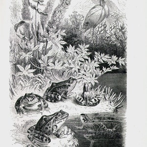 Pond Frog Herpetology Victorian Amphibians 1870s Black & White Natural ...