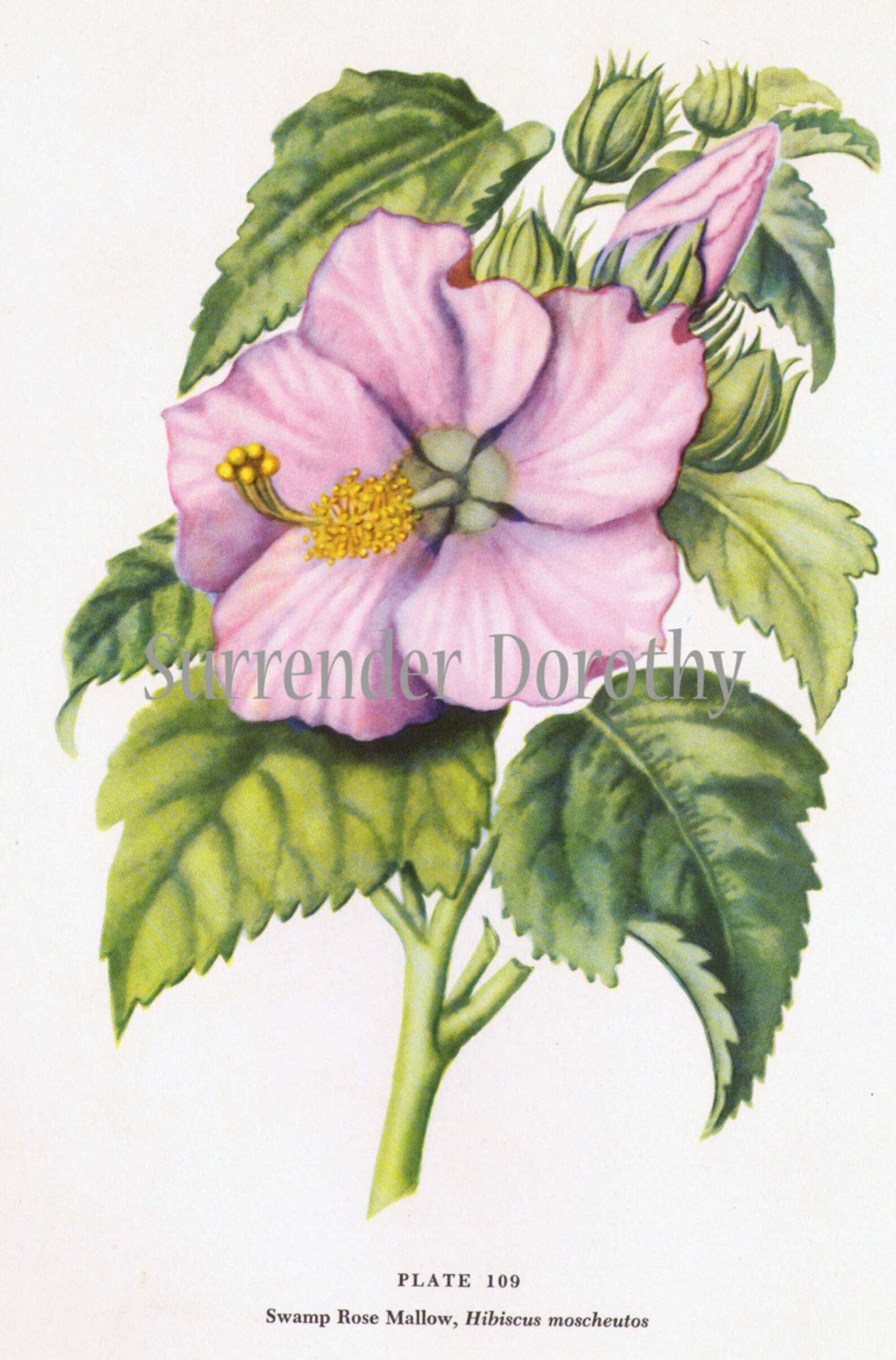 Pink Swamp Rose Mallow Flowers Vintage 1950s Botanical Lithograph Art ...