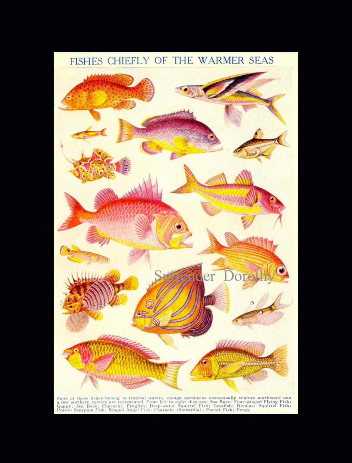 Tropical Fish Ichthyology Natural History Lithograph Chart | Etsy